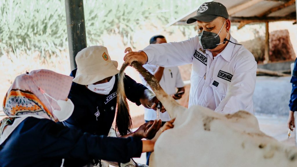 Disnakan Ciamis Ambil Sampel Darah Sapi dan Beri Vitamin Pada Hewan Ternak Agar Bebas ...